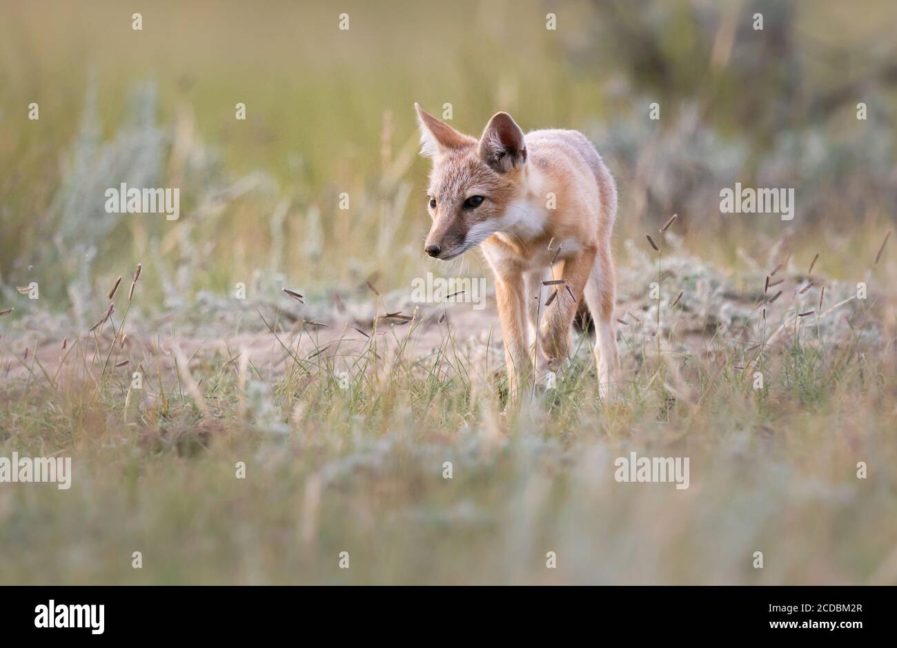 Swift fox endangered hi-res stock photography and images - Alamy