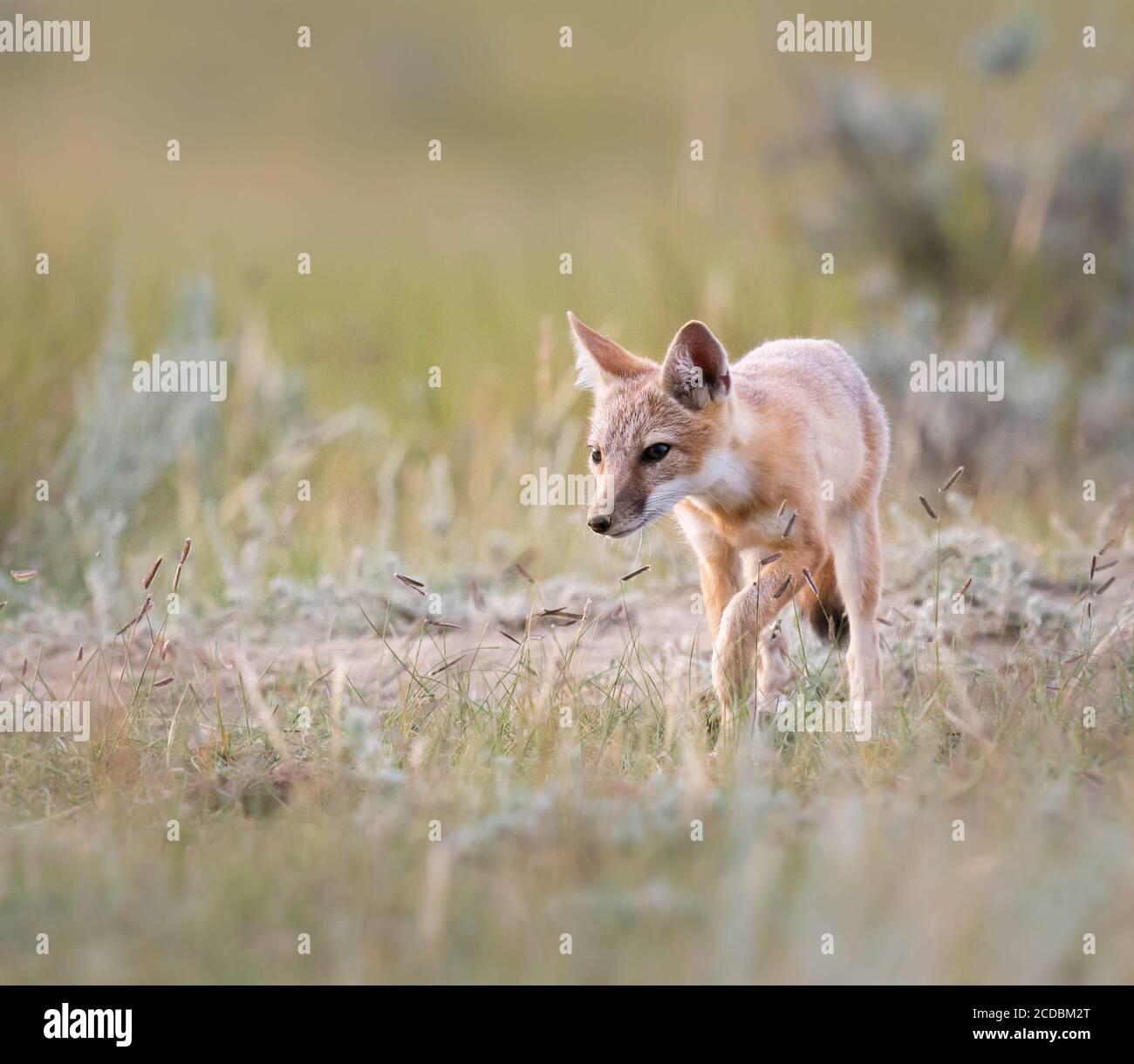Swift fox kits in the Canadian wilderness Stock Photo - Alamy