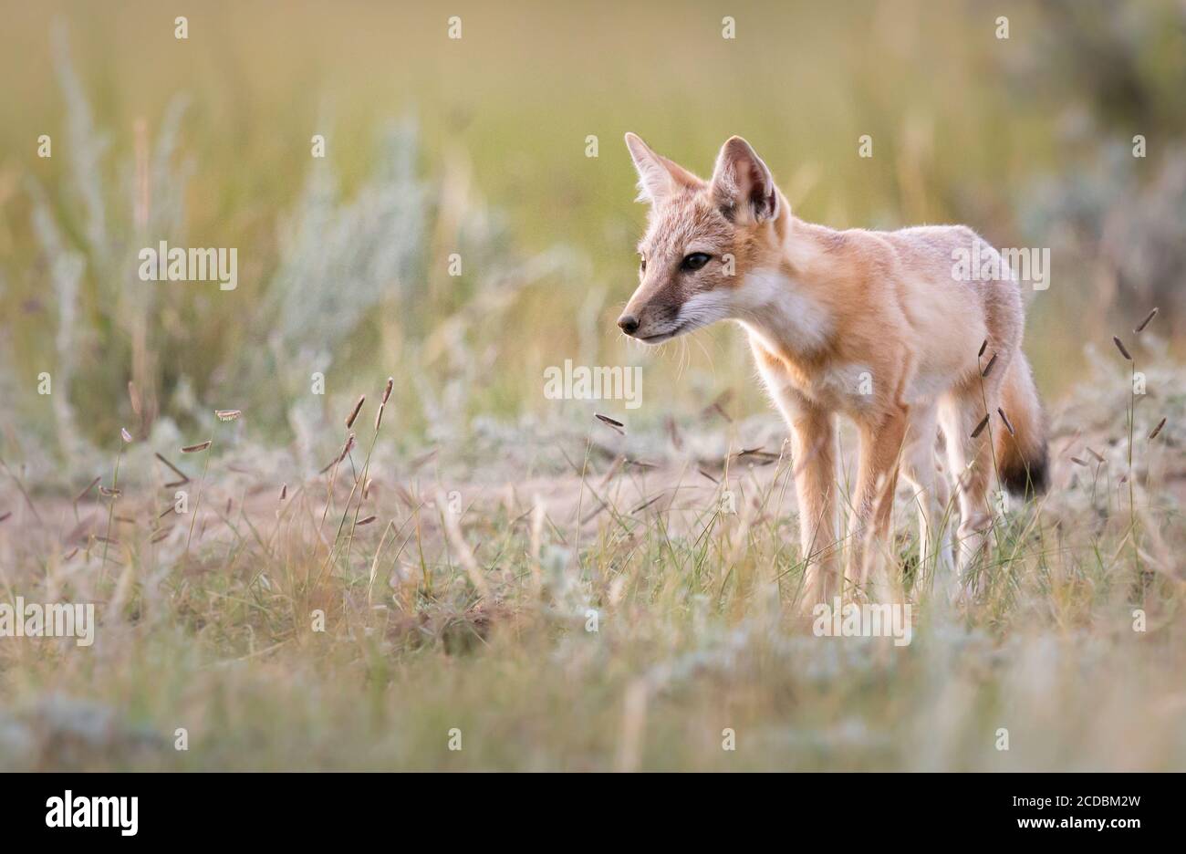 Swift fox kits in the Canadian wilderness Stock Photo - Alamy