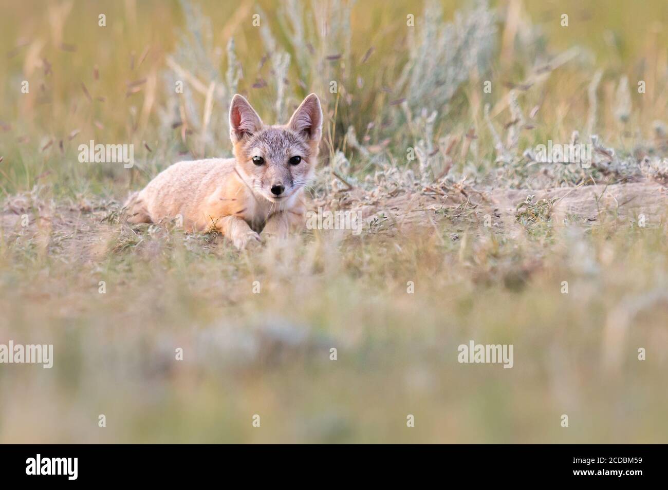 Swift fox endangered hi-res stock photography and images - Alamy
