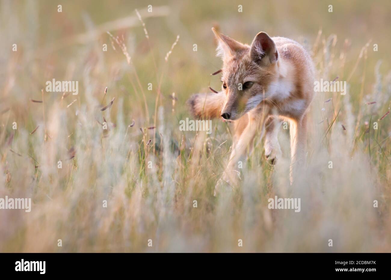 Swift fox kits in the Canadian wilderness Stock Photo - Alamy