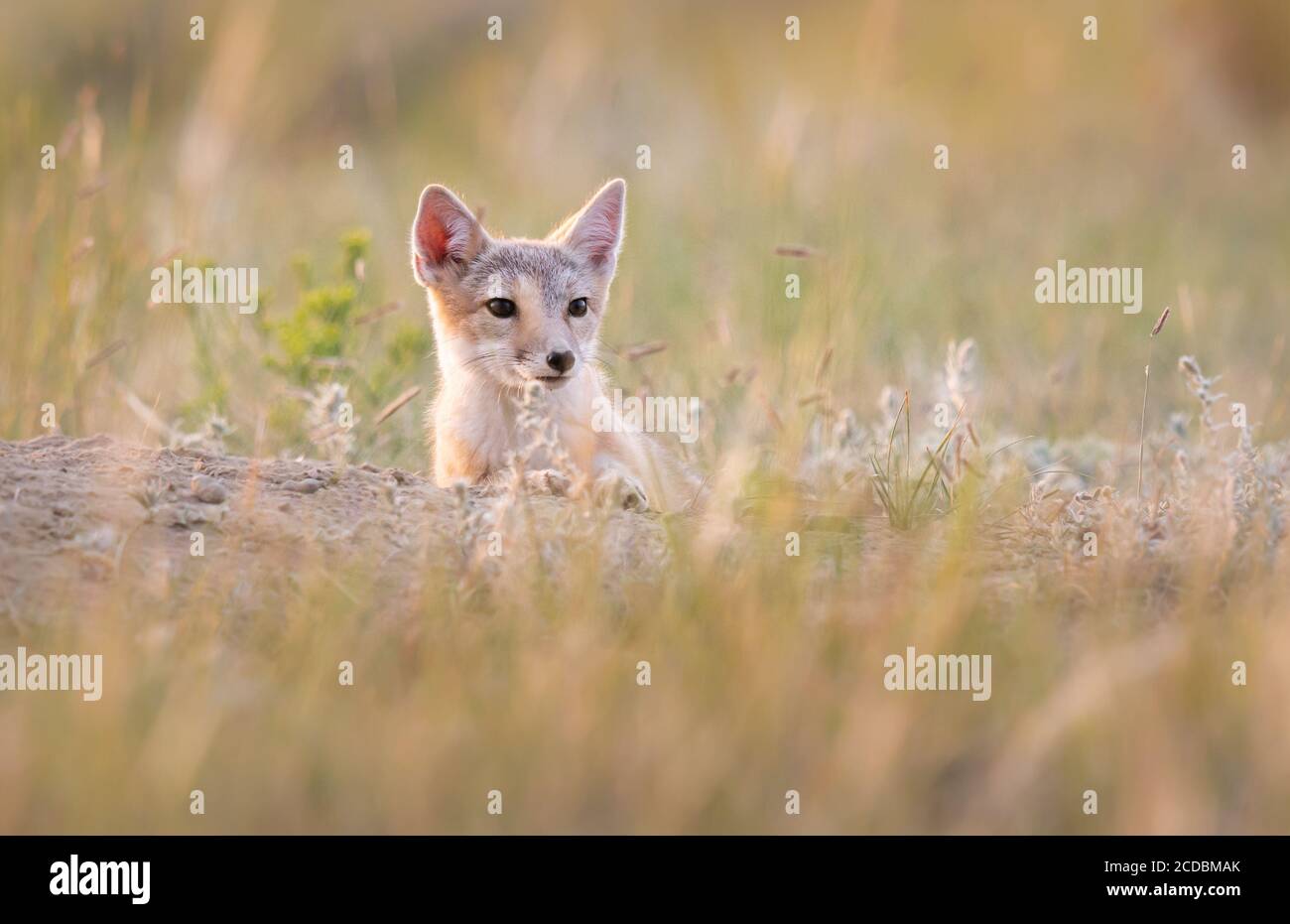 Swift fox kits in the Canadian wilderness Stock Photo - Alamy