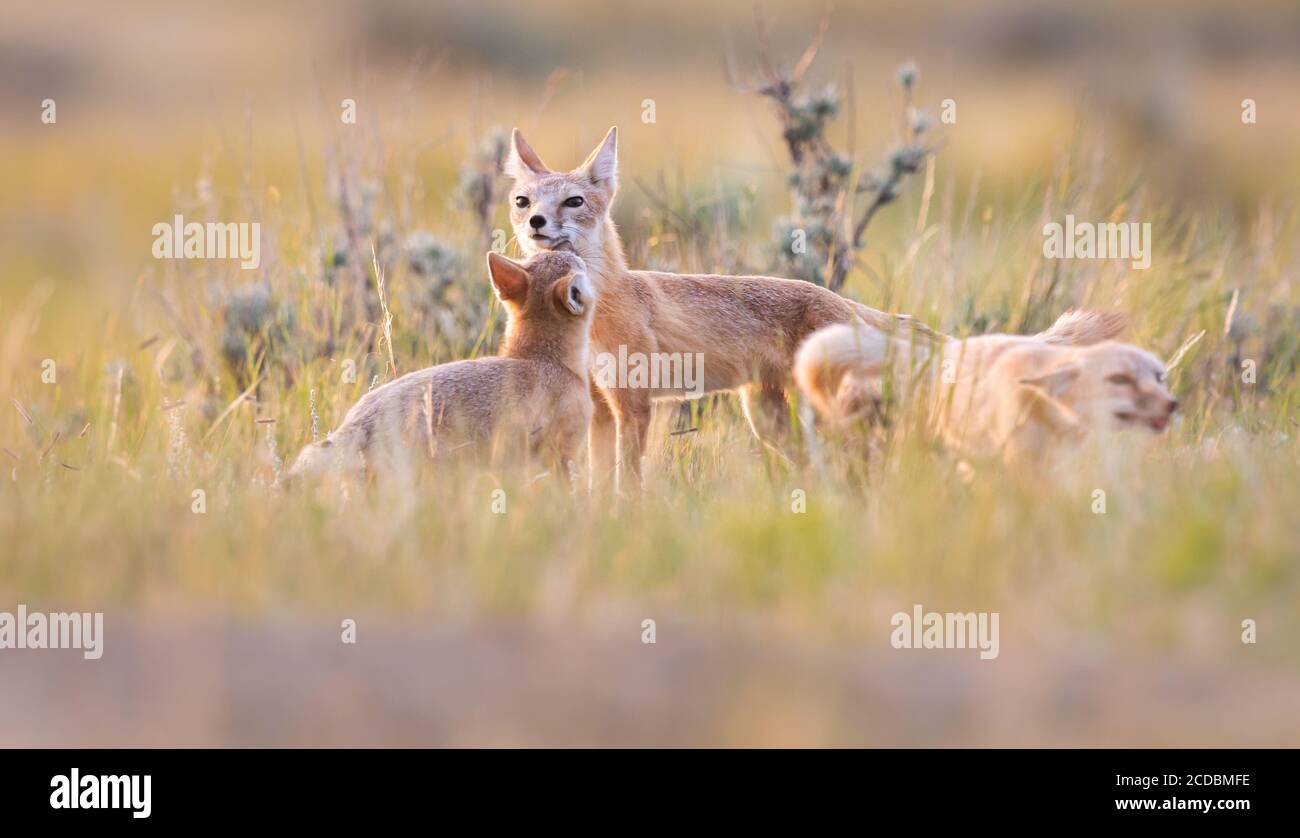 Swift fox endangered hi-res stock photography and images - Alamy