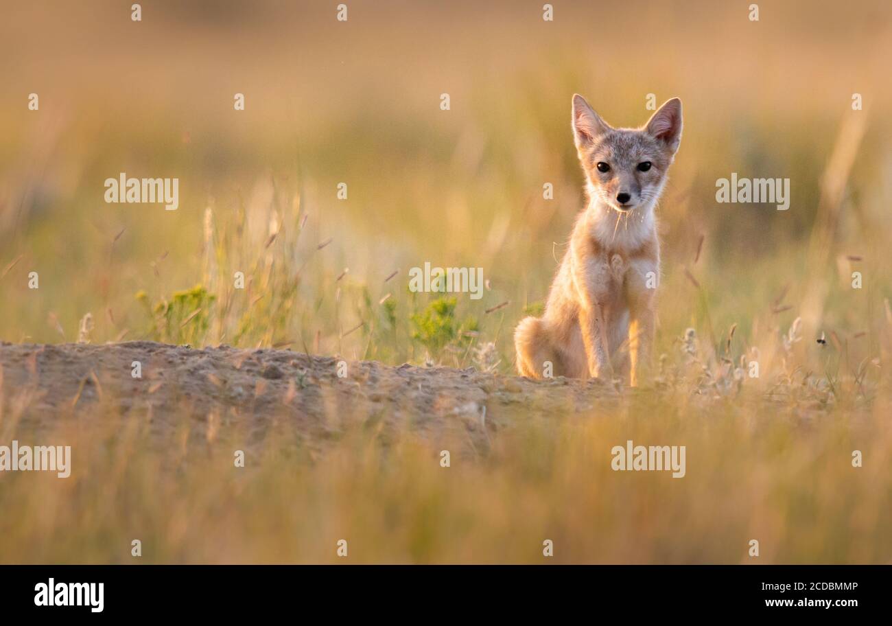 Swift fox kits in the Canadian wilderness Stock Photo - Alamy