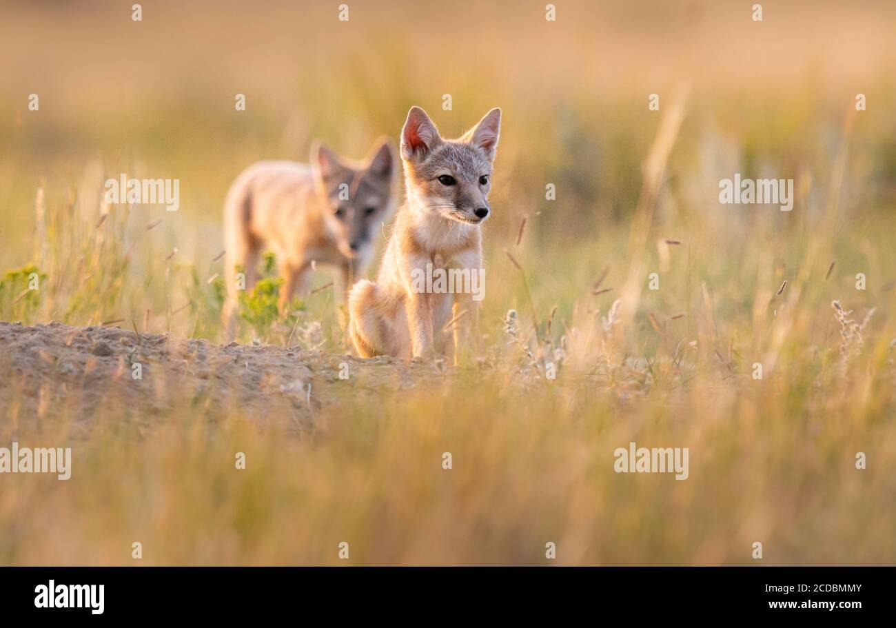 Swift fox kits in the Canadian wilderness Stock Photo - Alamy