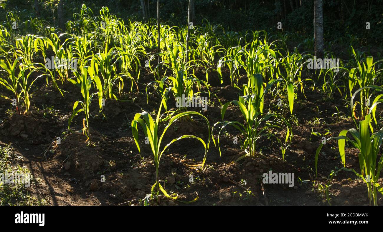 Guatemala corn field hi-res stock photography and images - Alamy