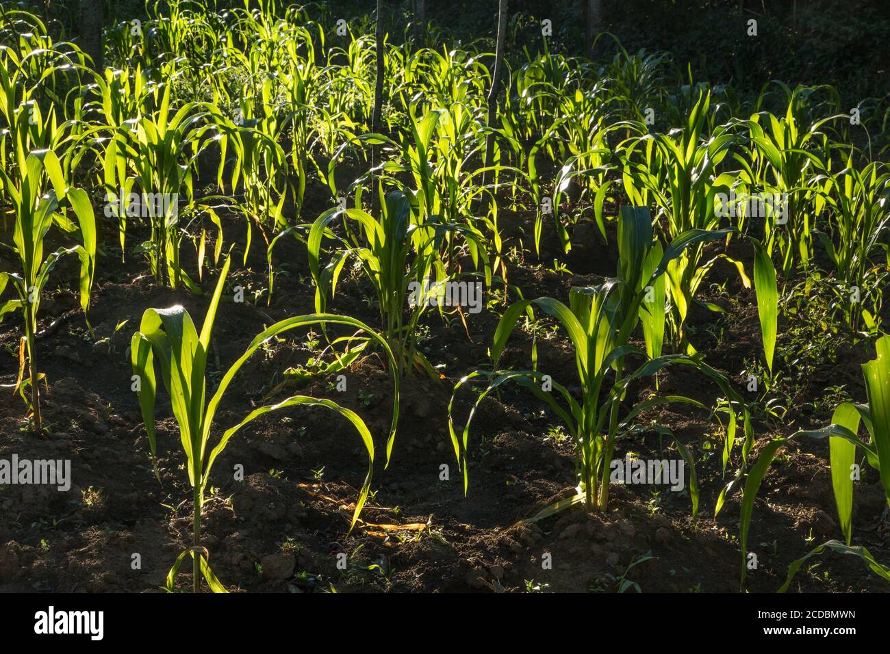 A farmer's corn or maize field in the mountains above Late Atitlan in ...