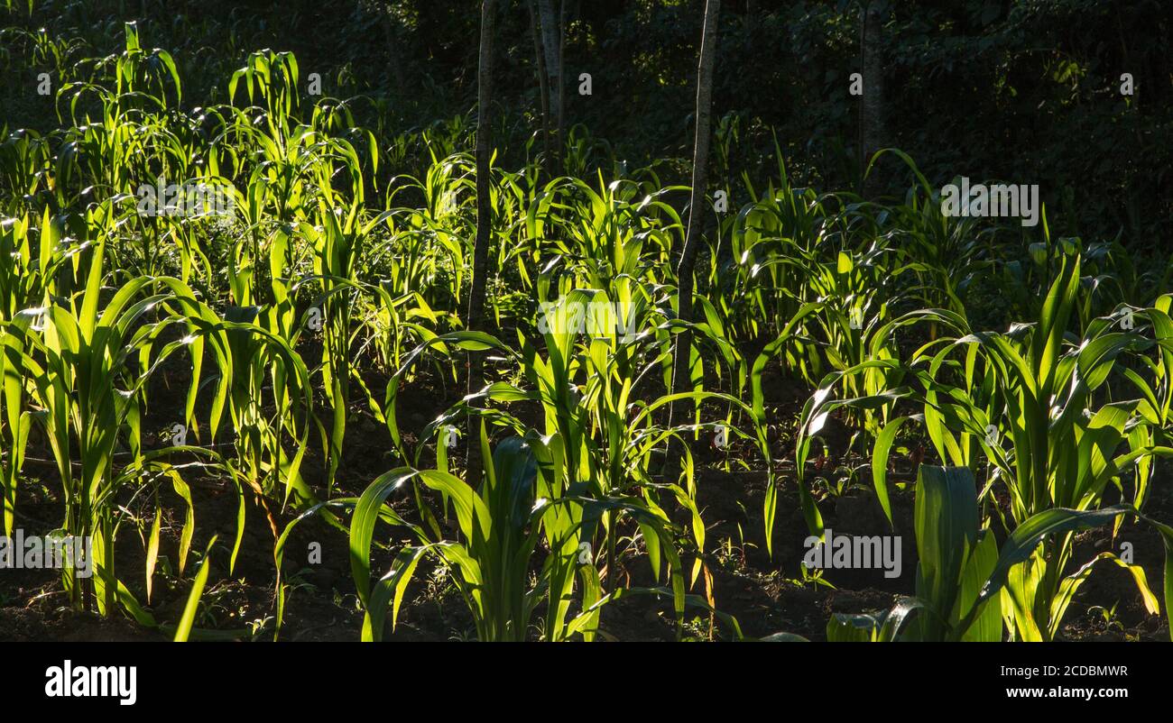 Guatemala corn field hi-res stock photography and images - Alamy