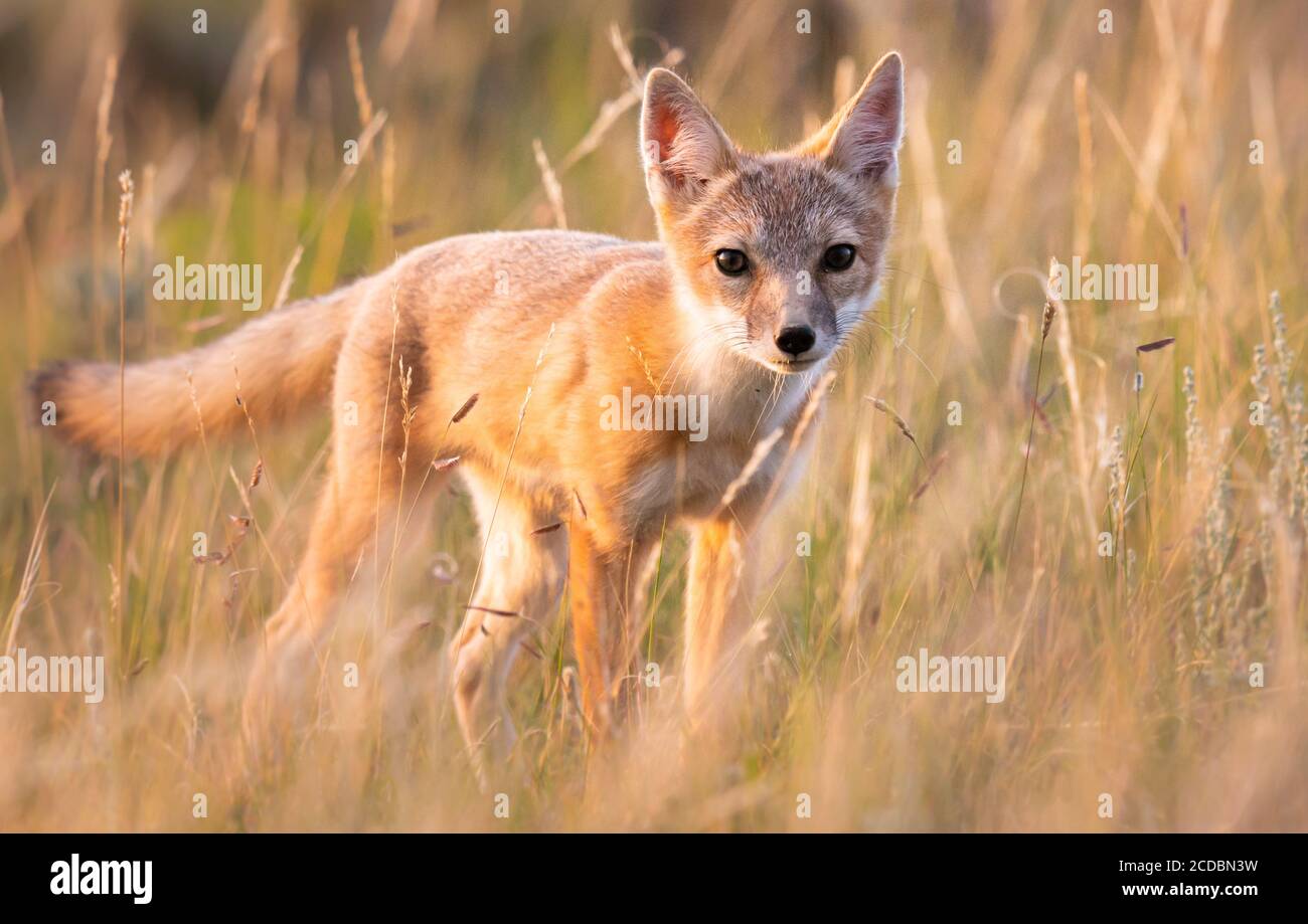 Swift fox kits in the Canadian wilderness Stock Photo - Alamy