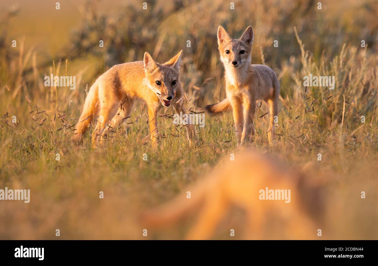 Swift fox kits in the Canadian wilderness Stock Photo - Alamy