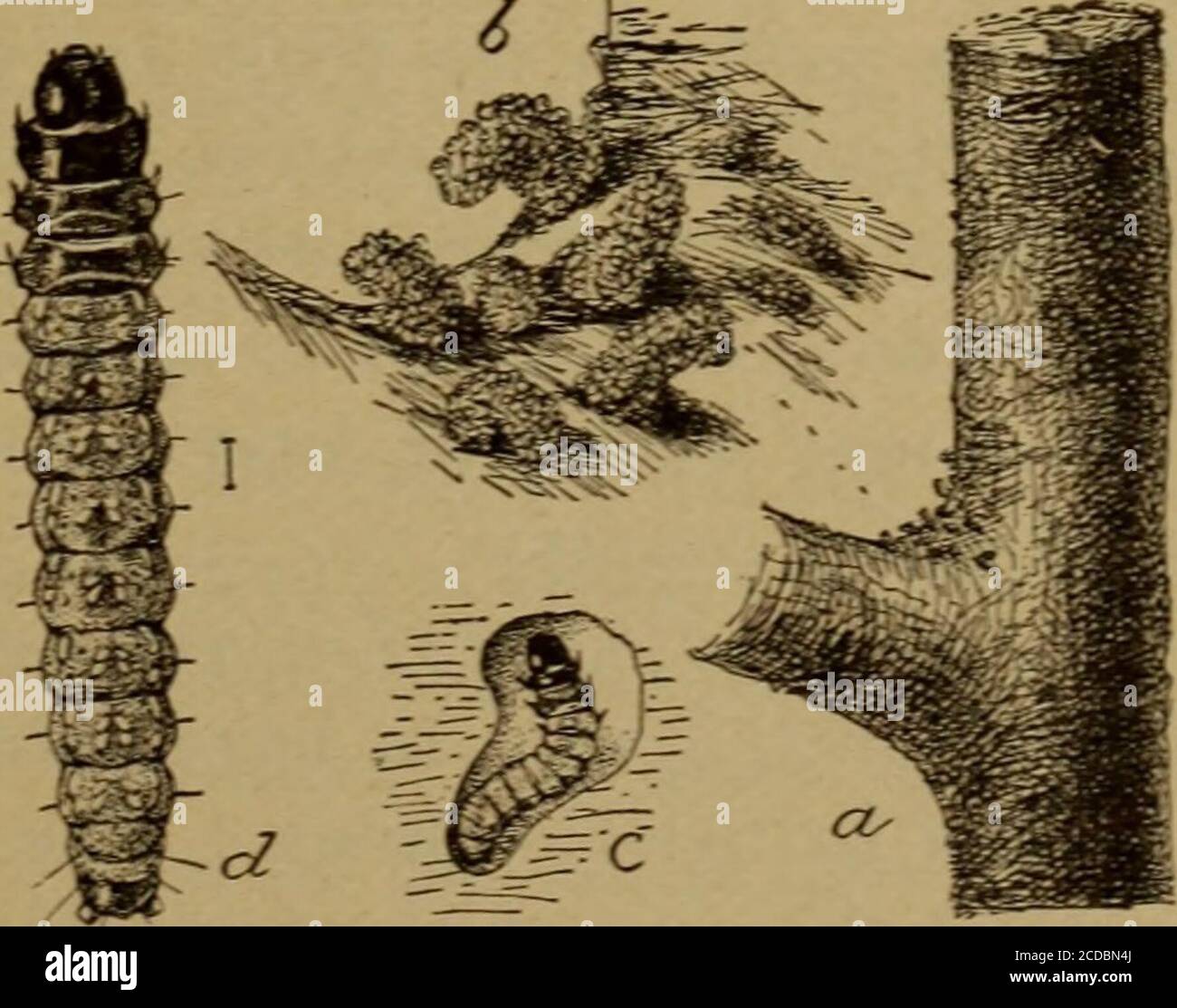 . The Codling Moth . quite injuri-ous in the northeastern States, and ...