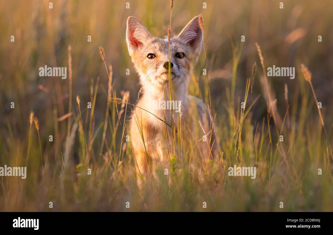 Swift fox endangered hi-res stock photography and images - Alamy