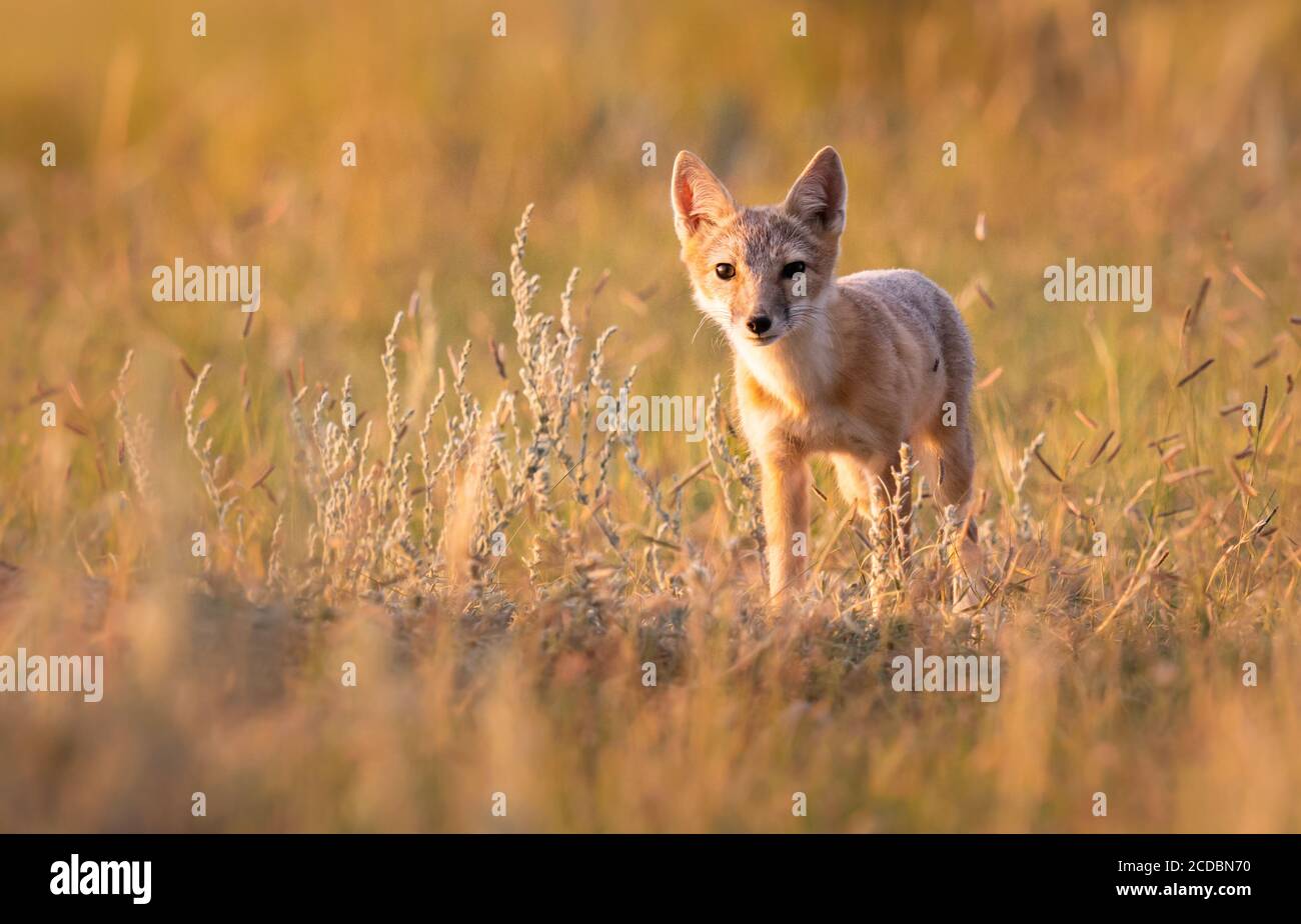 Swift fox kits in the Canadian wilderness Stock Photo - Alamy