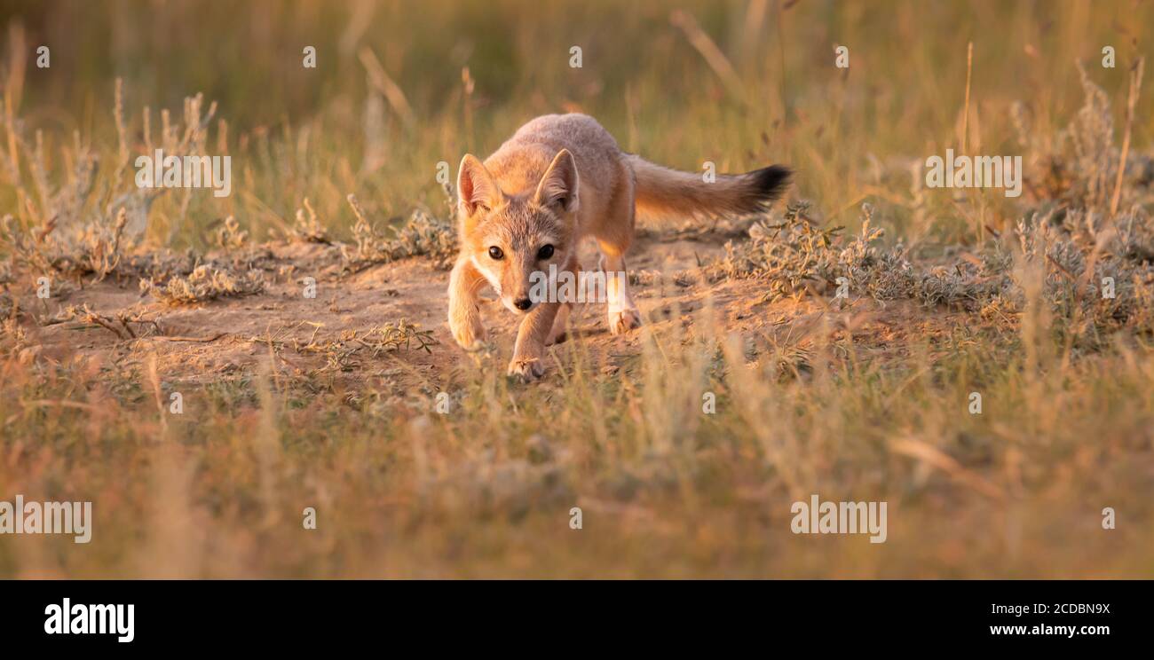 Swift fox kits in the Canadian wilderness Stock Photo - Alamy