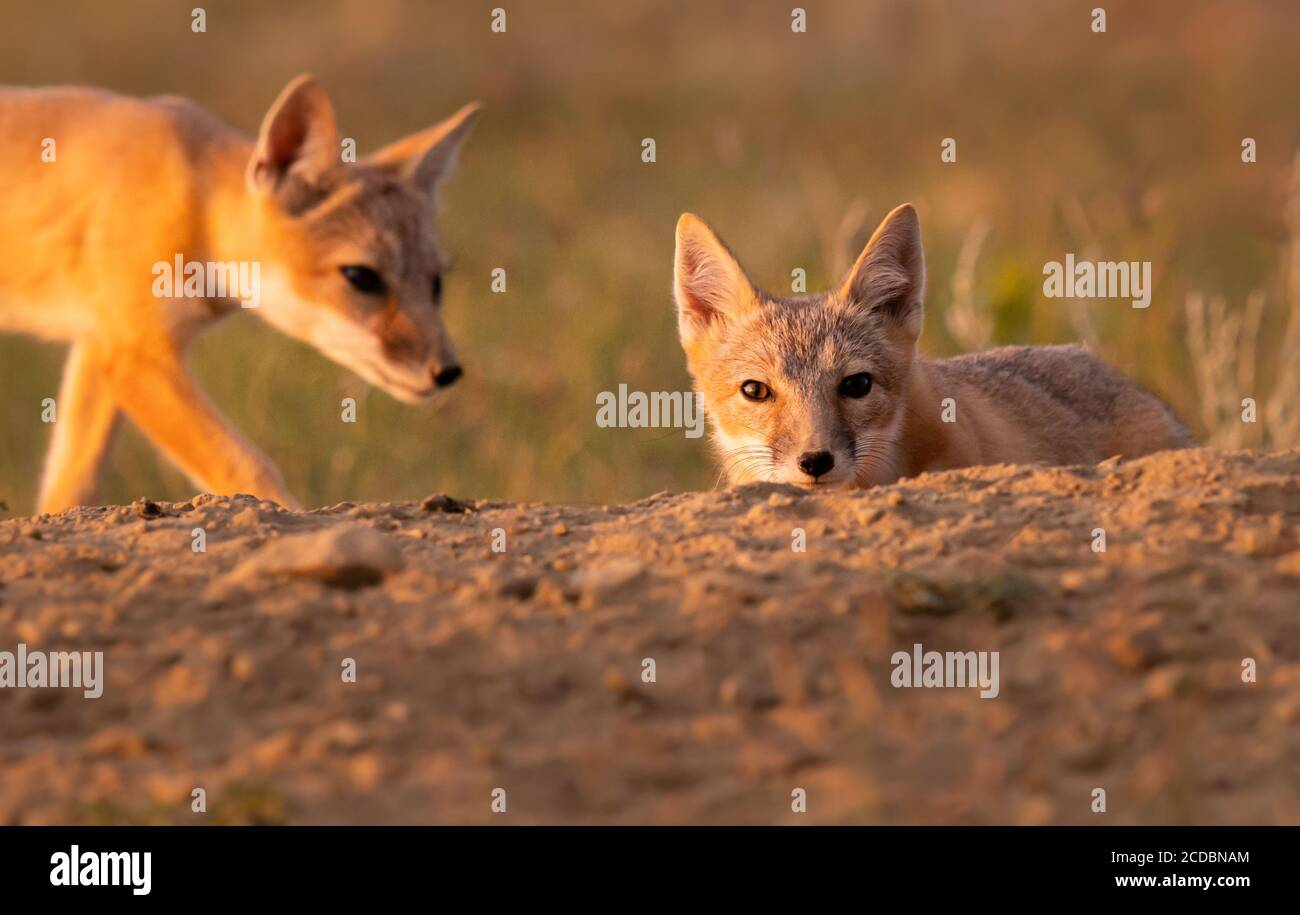 Swift fox kits in hi-res stock photography and images - Alamy
