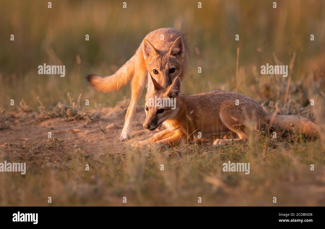 Swift fox kits in the Canadian wilderness Stock Photo - Alamy