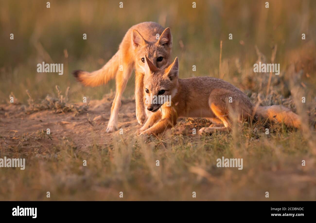 Swift fox kits in the Canadian wilderness Stock Photo - Alamy