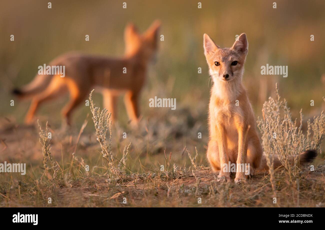 Swift fox kits in the Canadian wilderness Stock Photo - Alamy