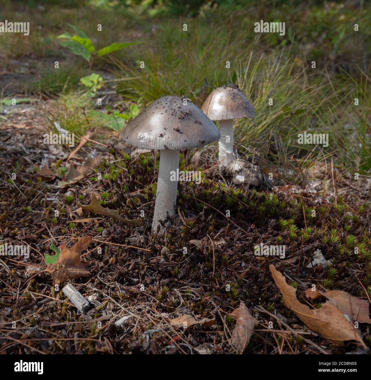 Grisette mushrooms (Amanita vaginata Stock Photo - Alamy