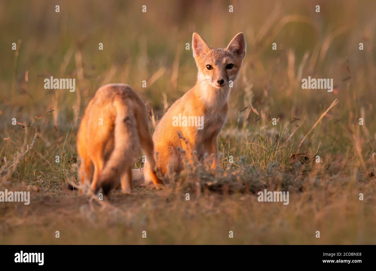 Swift fox kits in the Canadian wilderness Stock Photo - Alamy
