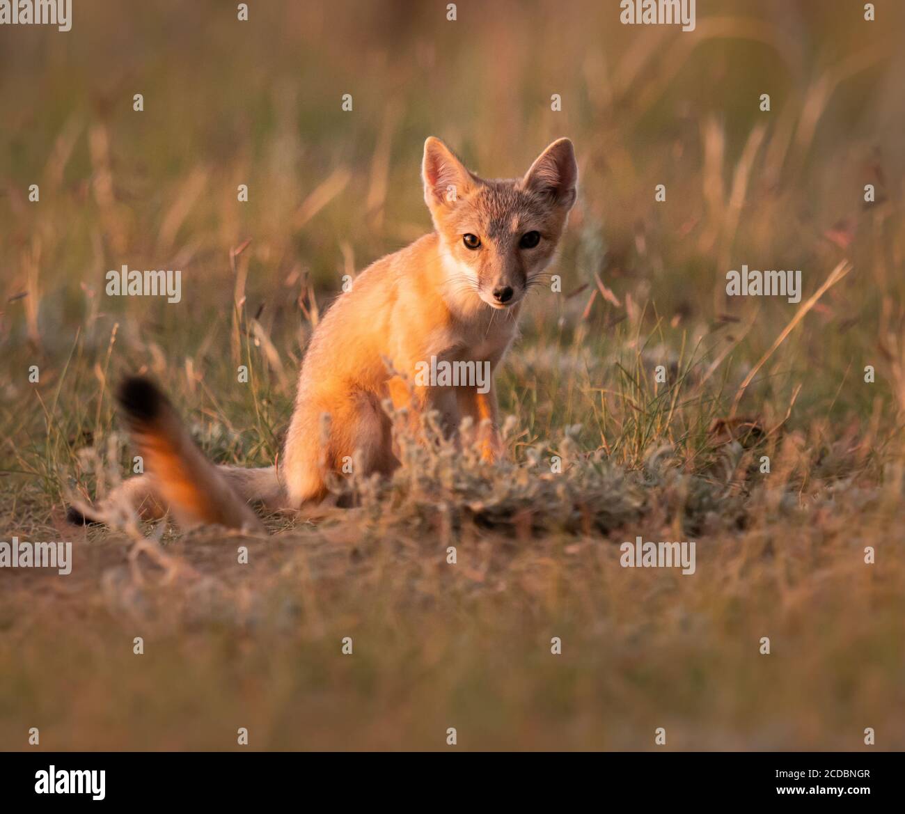 Swift fox canada hi-res stock photography and images - Alamy