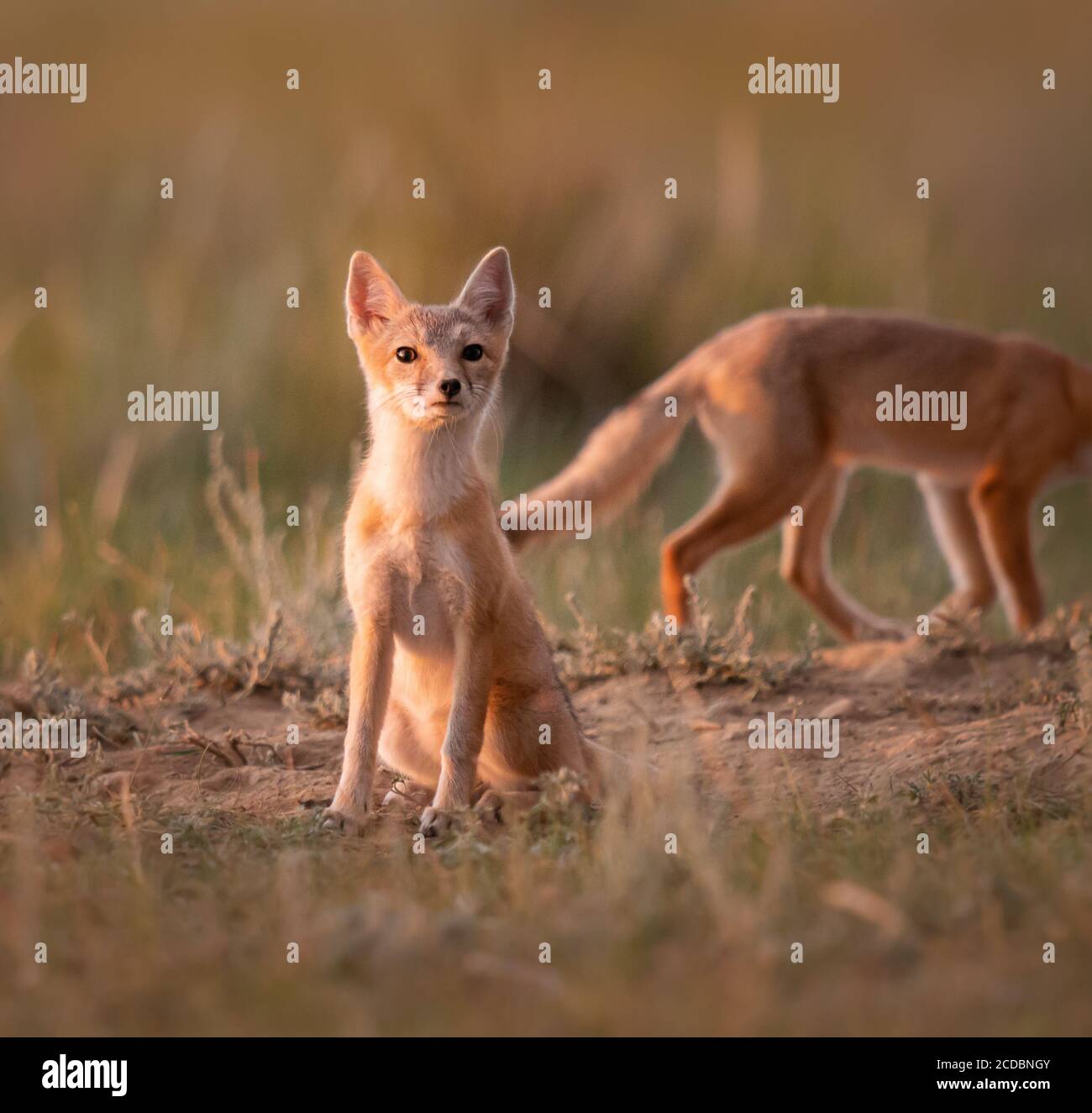 Swift Fox Canada High Resolution Stock Photography and Images - Alamy