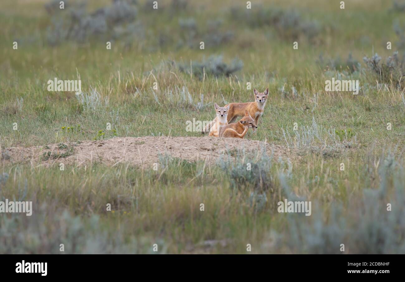Swift fox endangered hi-res stock photography and images - Alamy
