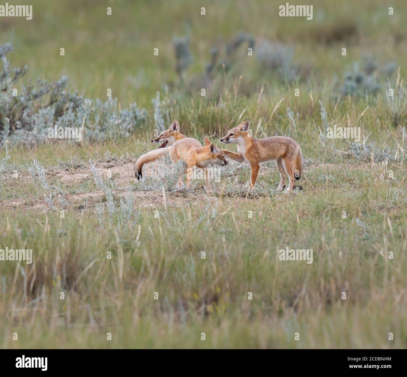 Swift fox kits in the Canadian wilderness Stock Photo - Alamy