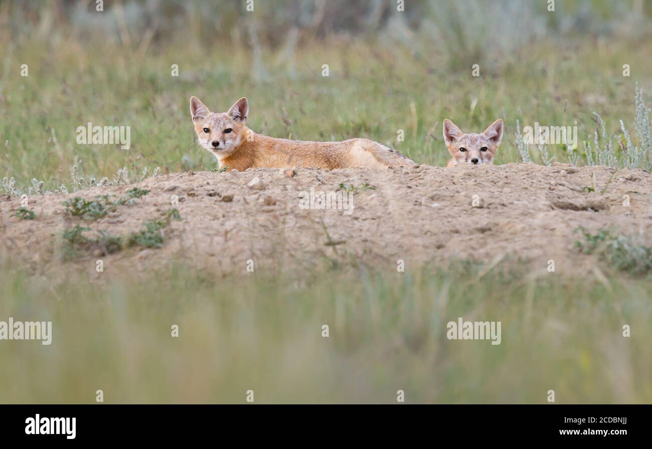 Swift fox kits in the Canadian wilderness Stock Photo - Alamy