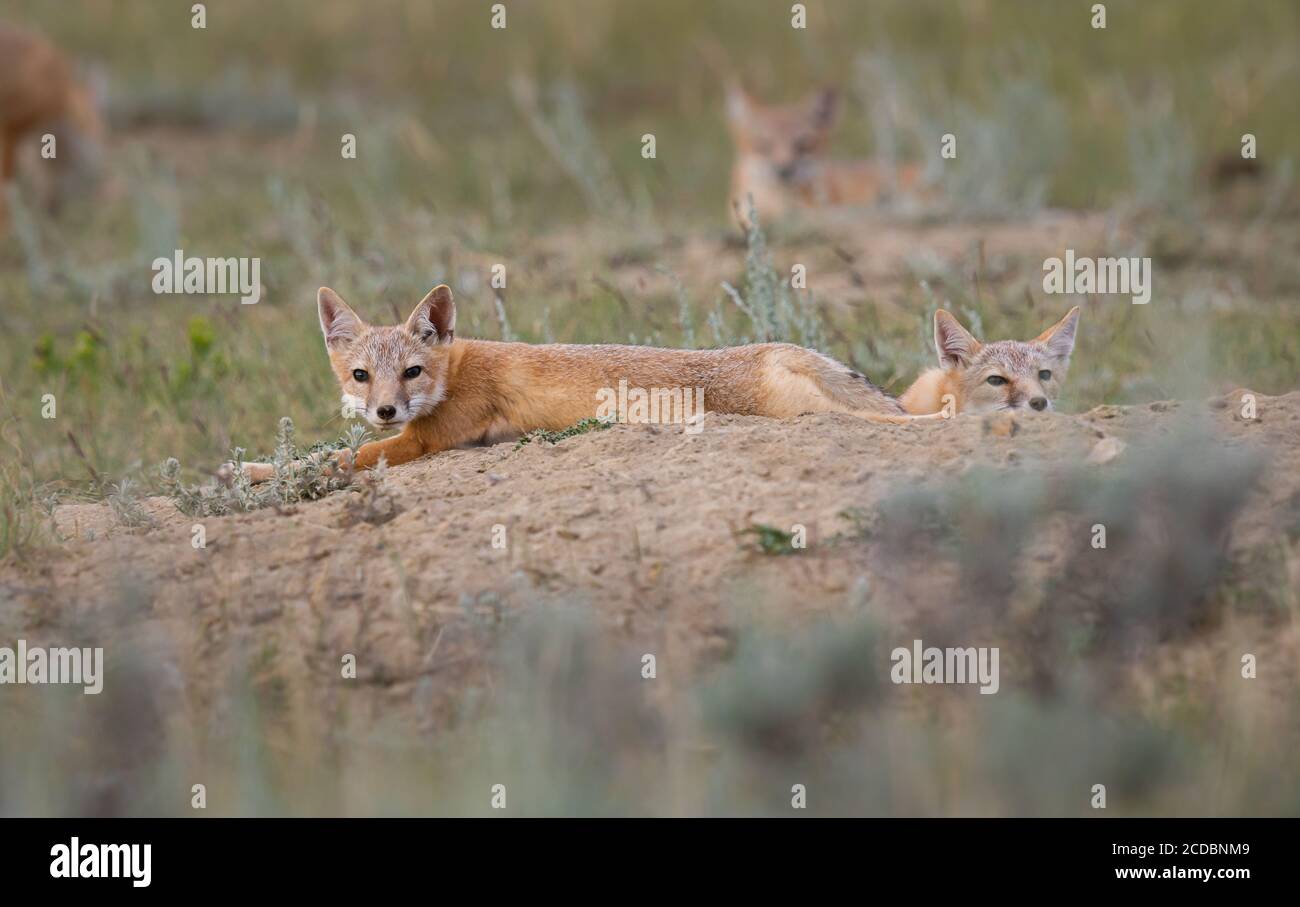Swift fox kits in the Canadian wilderness Stock Photo - Alamy