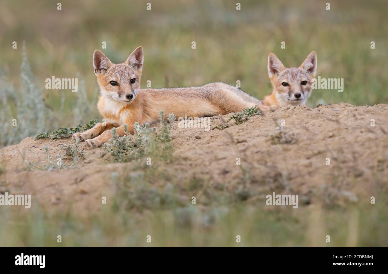 Swift fox kits in the Canadian wilderness Stock Photo - Alamy