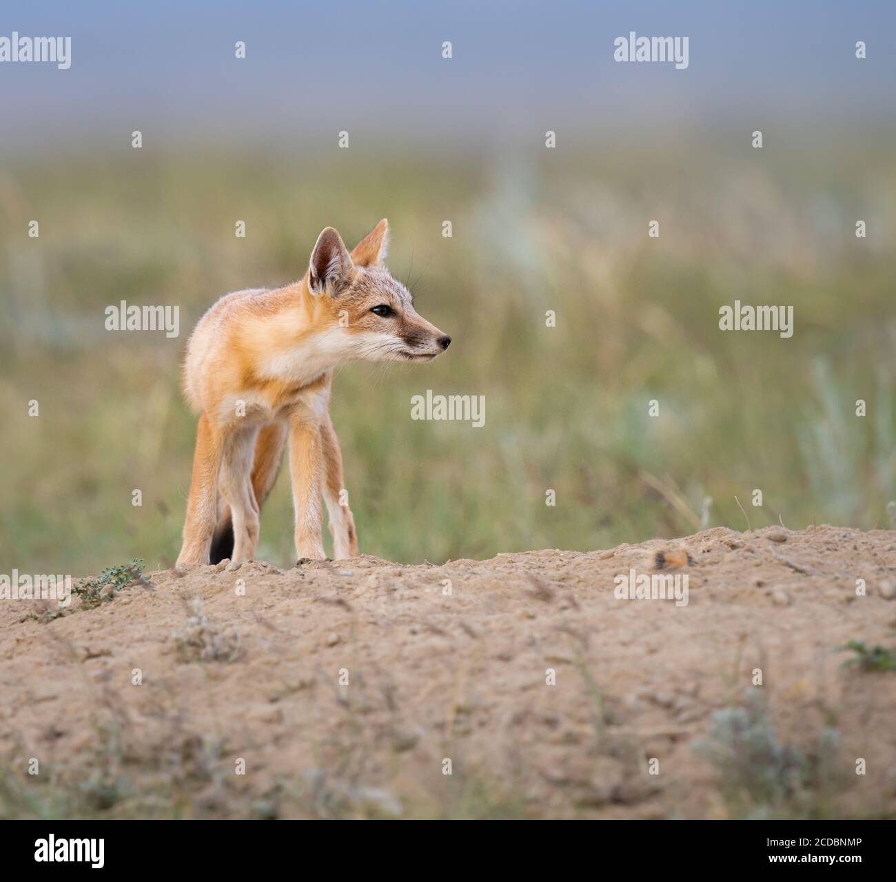 Swift fox kits in the Canadian wilderness Stock Photo - Alamy