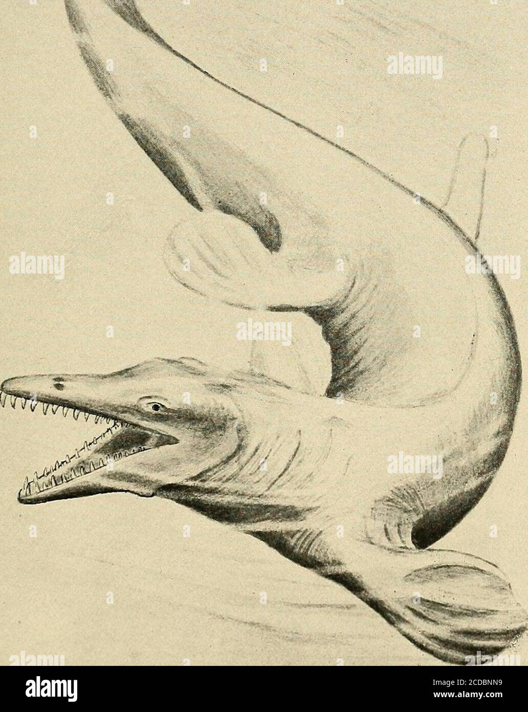 Mosasaurs hi-res stock photography and images - Alamy