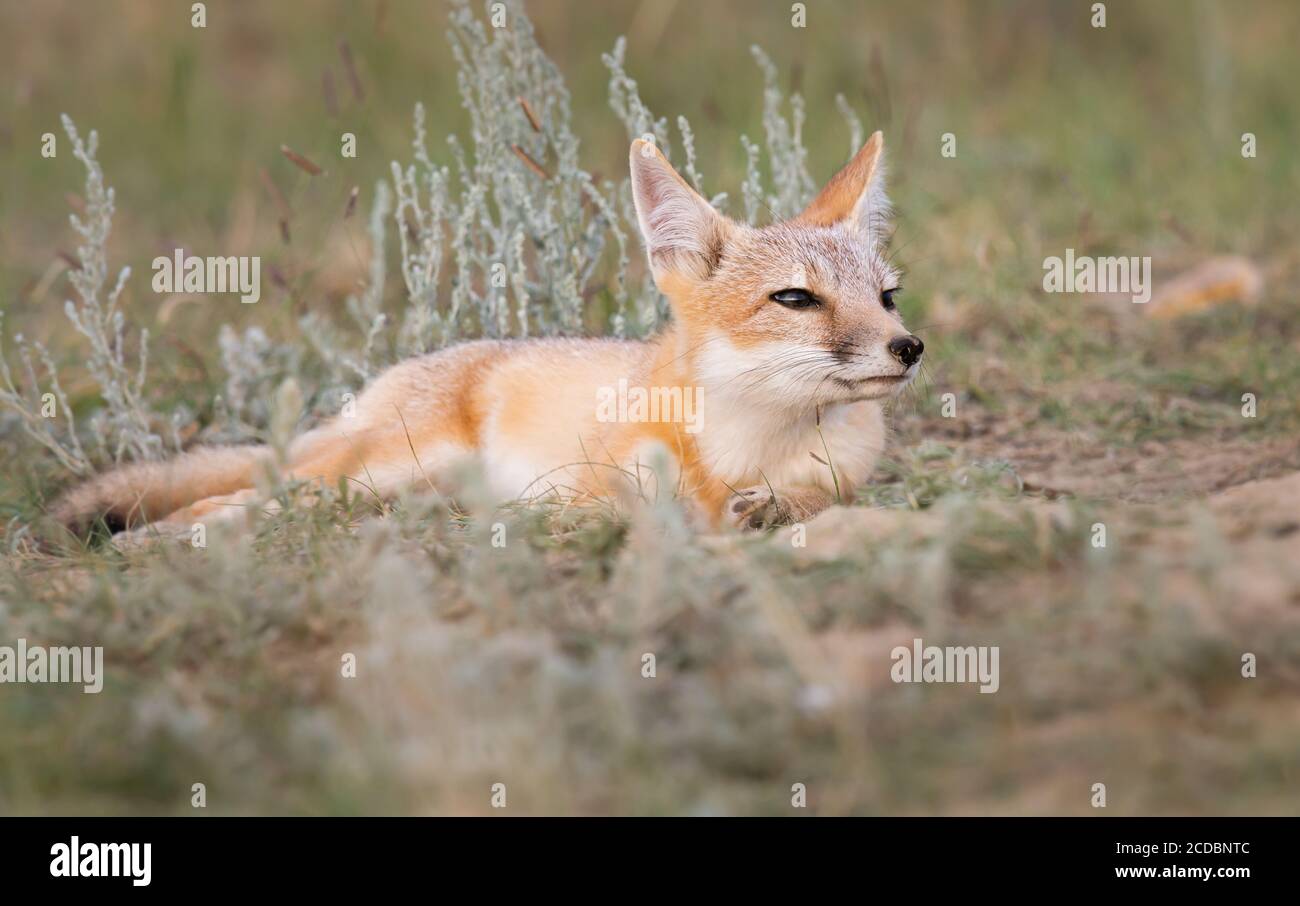 Swift fox kits hi-res stock photography and images - Alamy