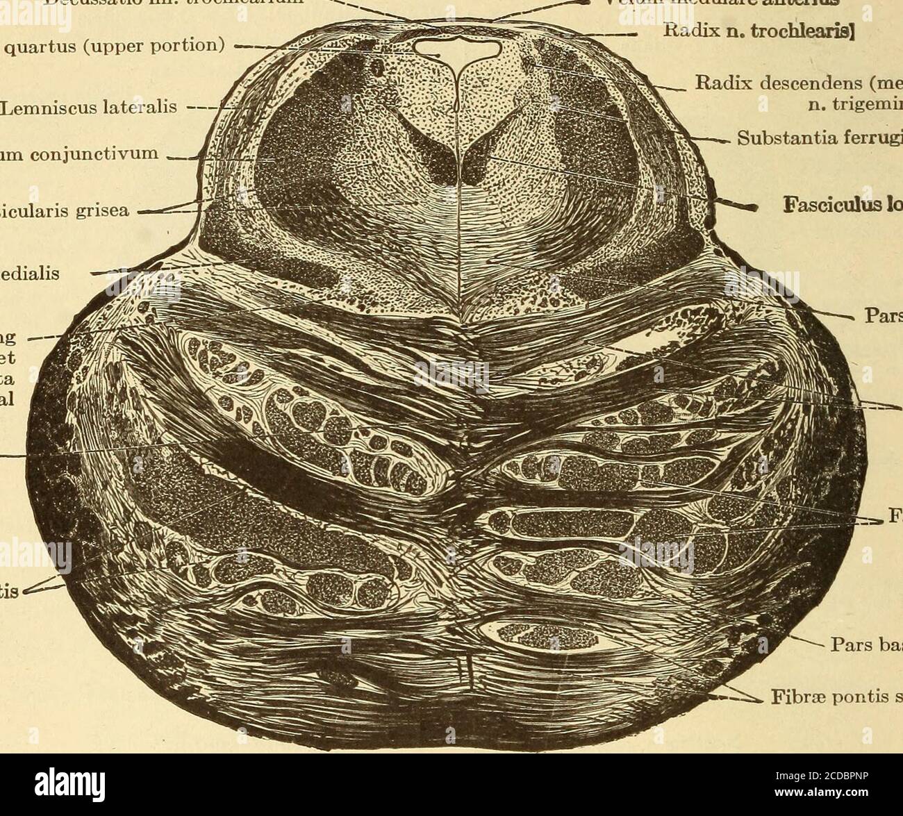 . Diseases of the nervous system . s (Pars prima)Nucleus sensibilisn ...