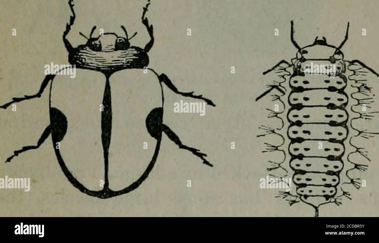 Novius cardinalis hi-res stock photography and images - Alamy