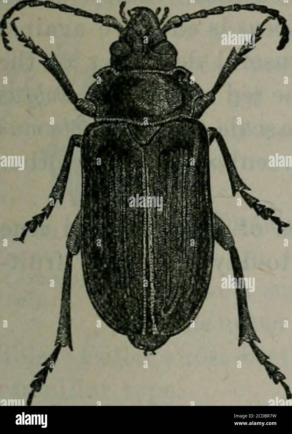 Soft scale insects hi-res stock photography and images - Alamy