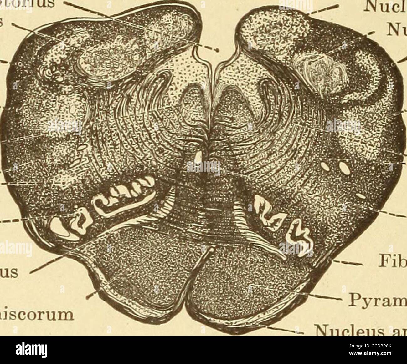 Raphe Nucleus Cross Section