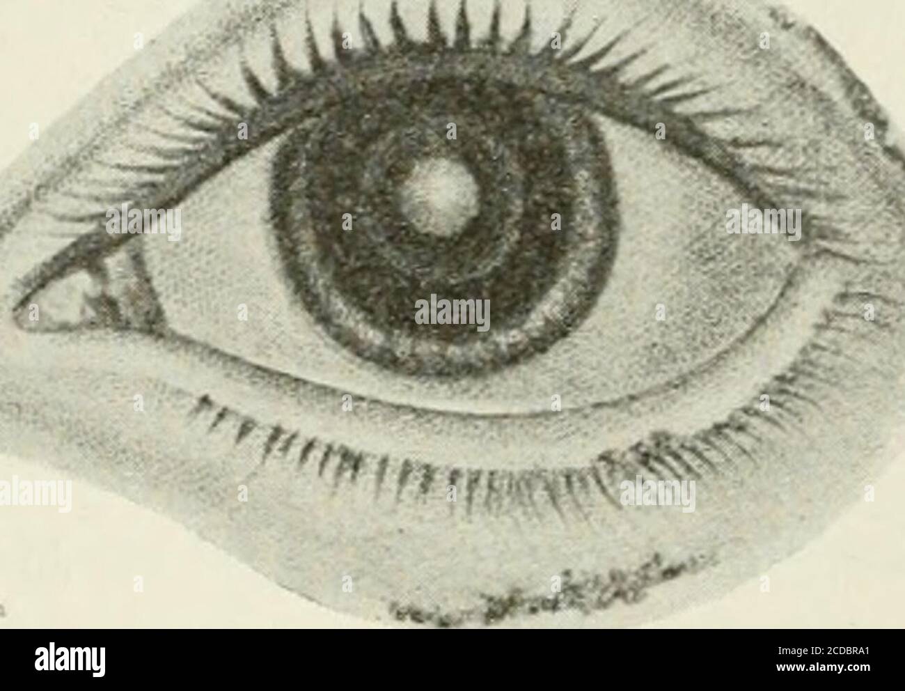 Zonular hi-res stock photography and images - Alamy