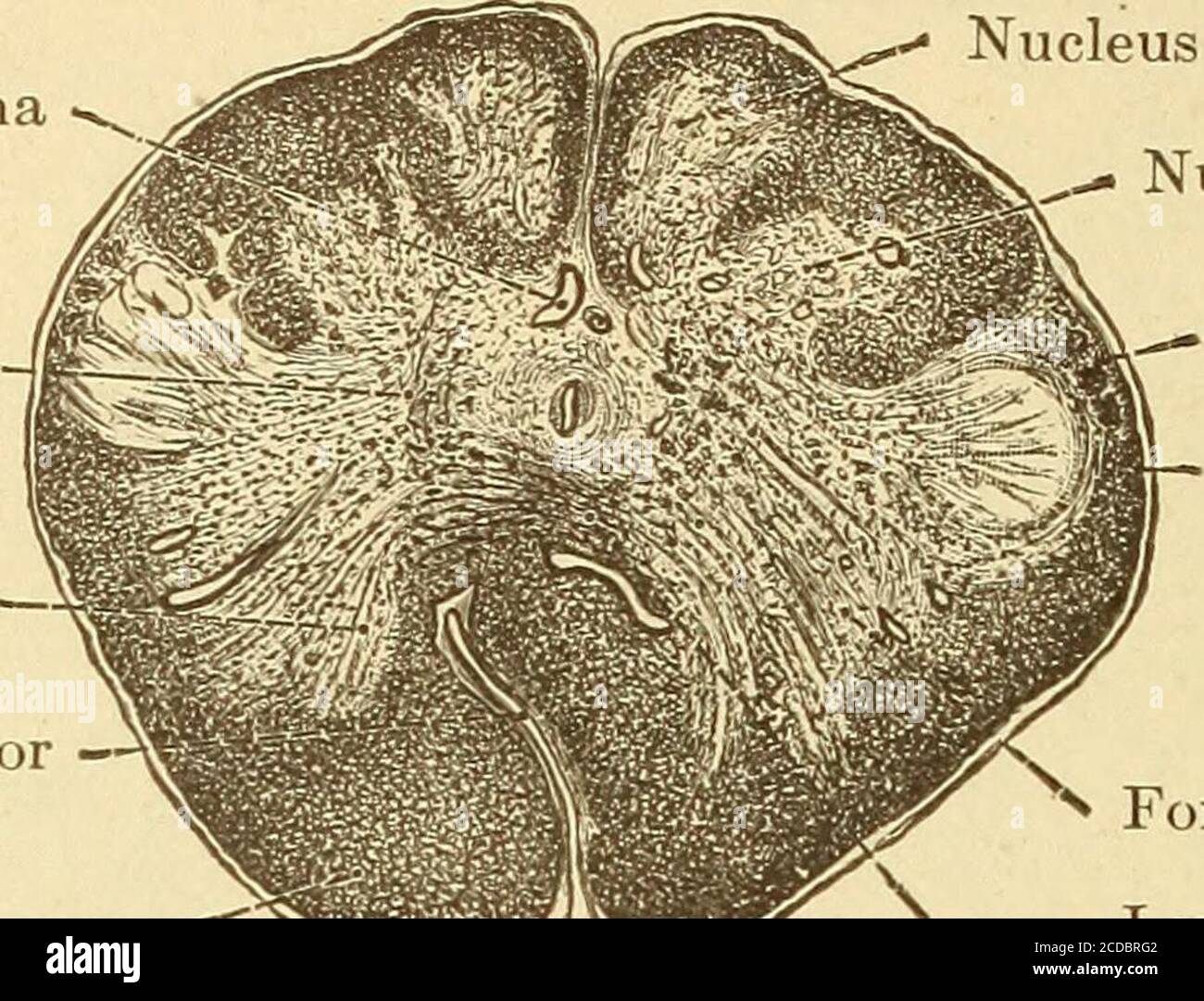 Radix Anterior | atelier-yuwa.ciao.jp