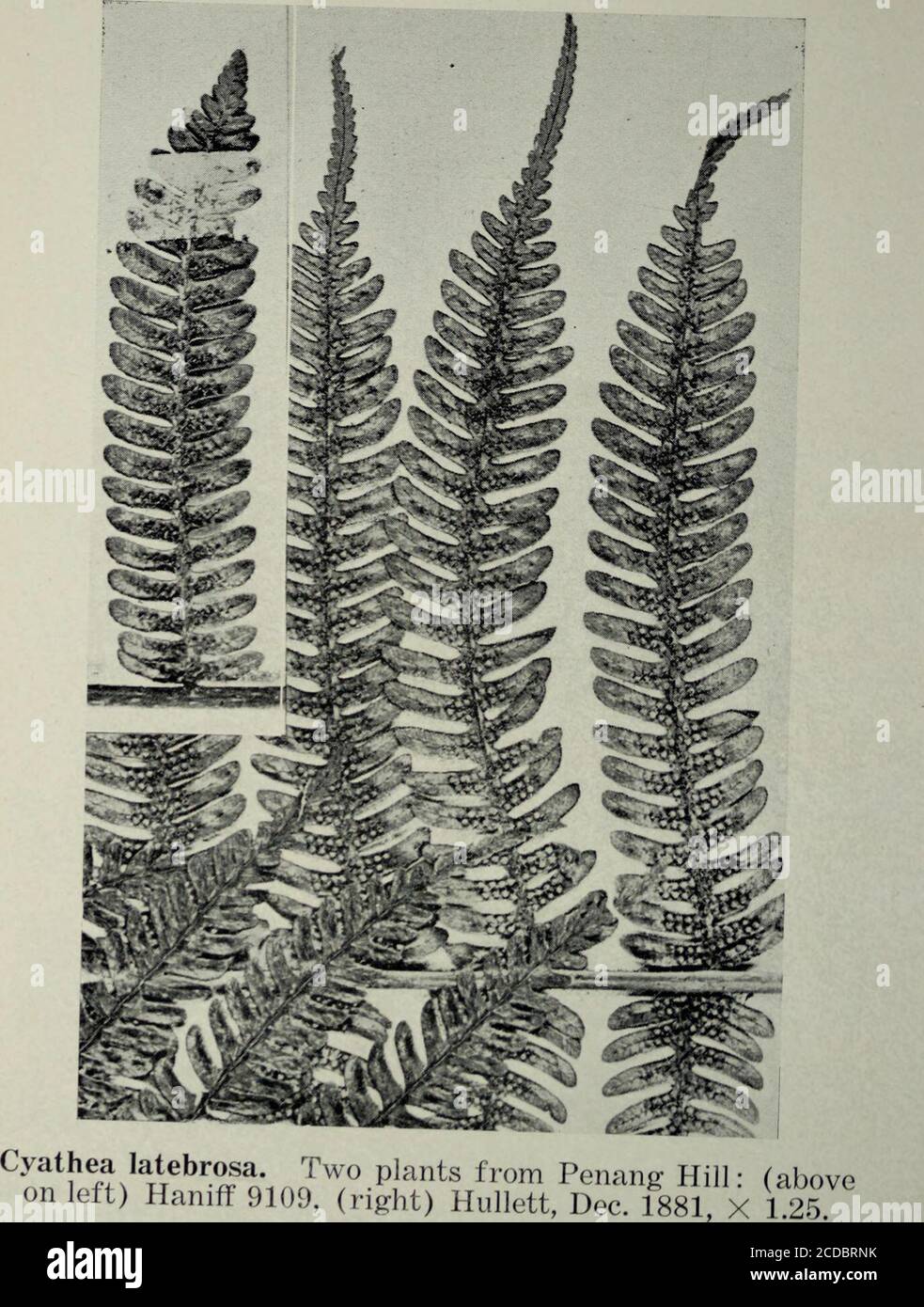 100 perak hi-res stock photography and images - Alamy