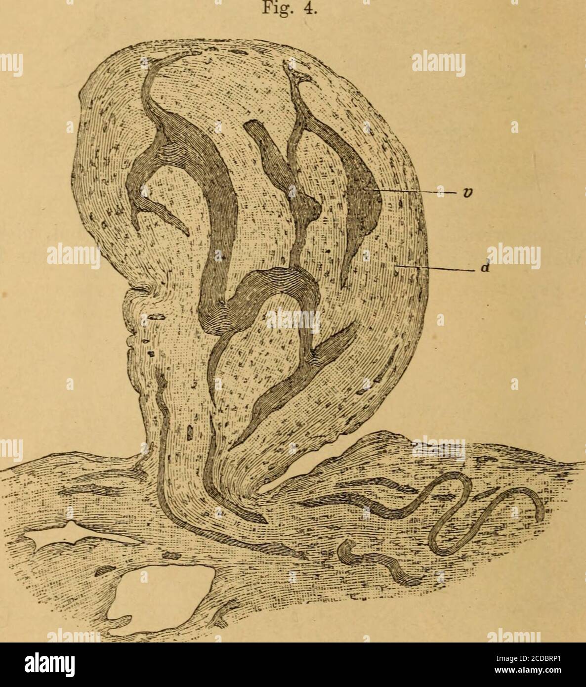 Histologisch hi-res stock photography and images - Alamy