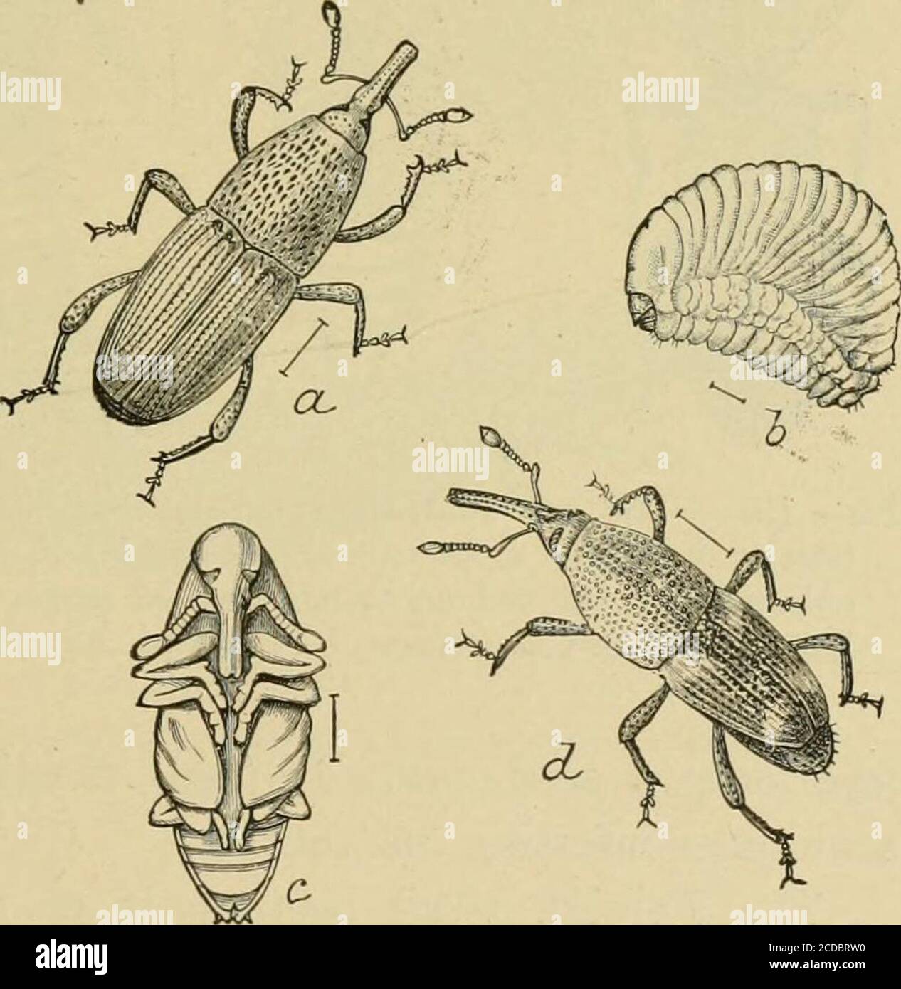 Pupa forms hi-res stock photography and images - Alamy