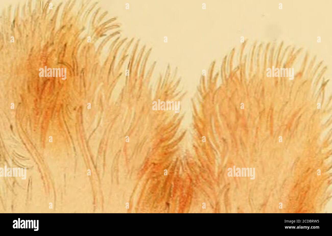 . The marine invertebrates and fishes of St. Andrews . enlarged drawing ...