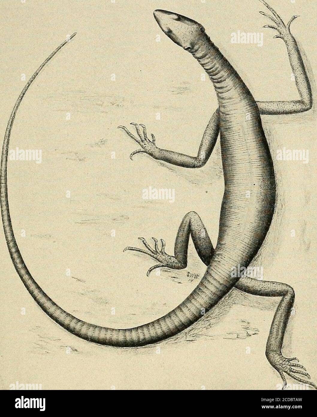 First Reptiles Appear