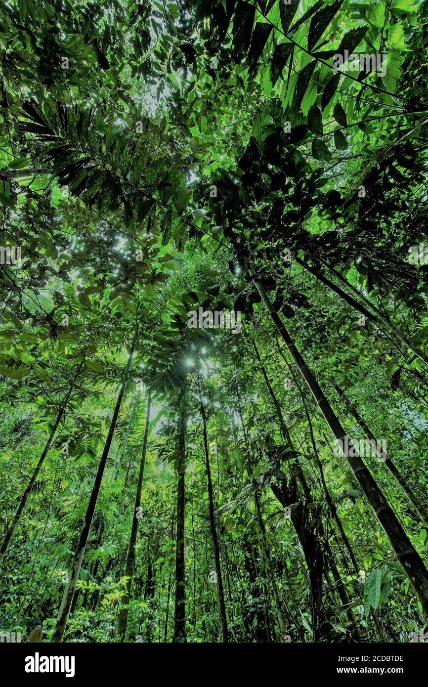 Peruvian rainforest canopy hi-res stock photography and images - Alamy