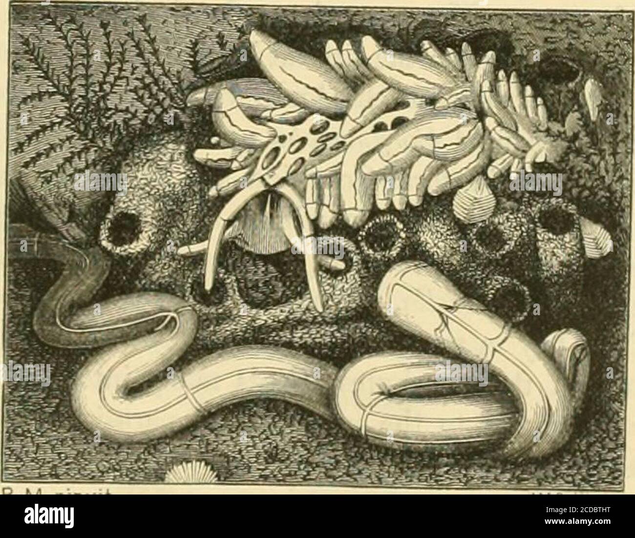 . The marine invertebrates and fishes of St. Andrews . e specimens ...