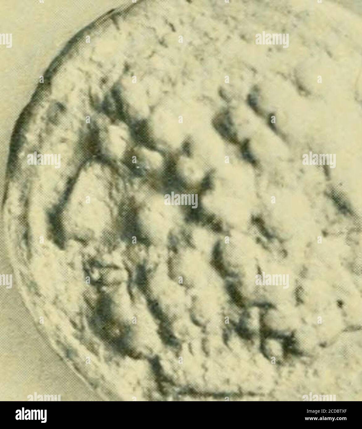 Aes signatum hi-res stock photography and images - Alamy