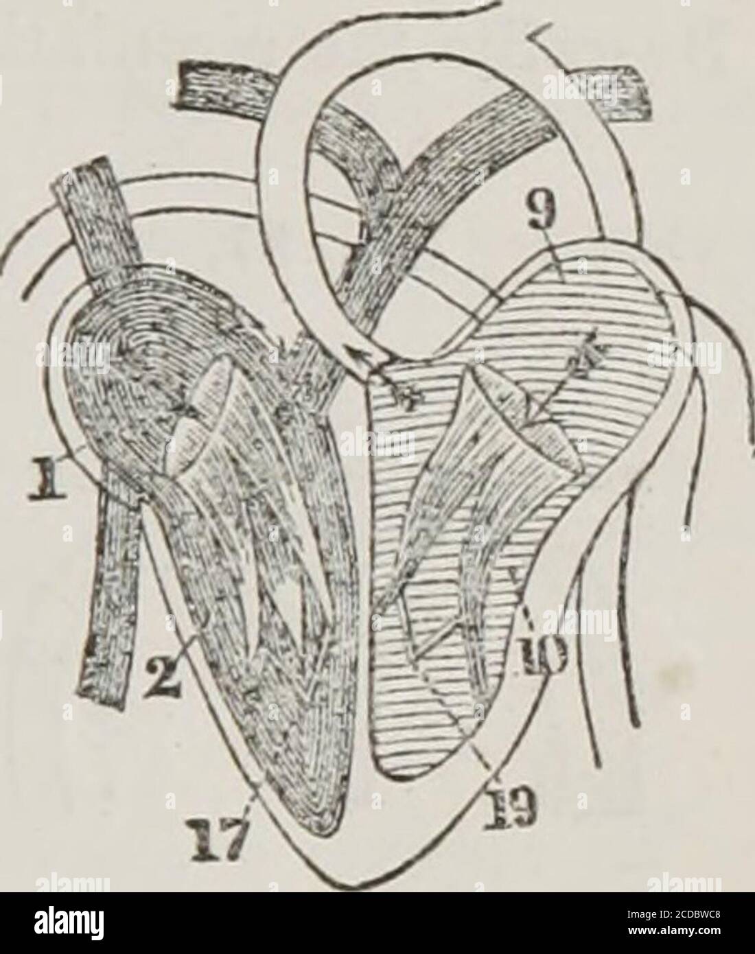 . Human and comparative anatomy, physiology, and hygiene . Fig. 36. *m ...