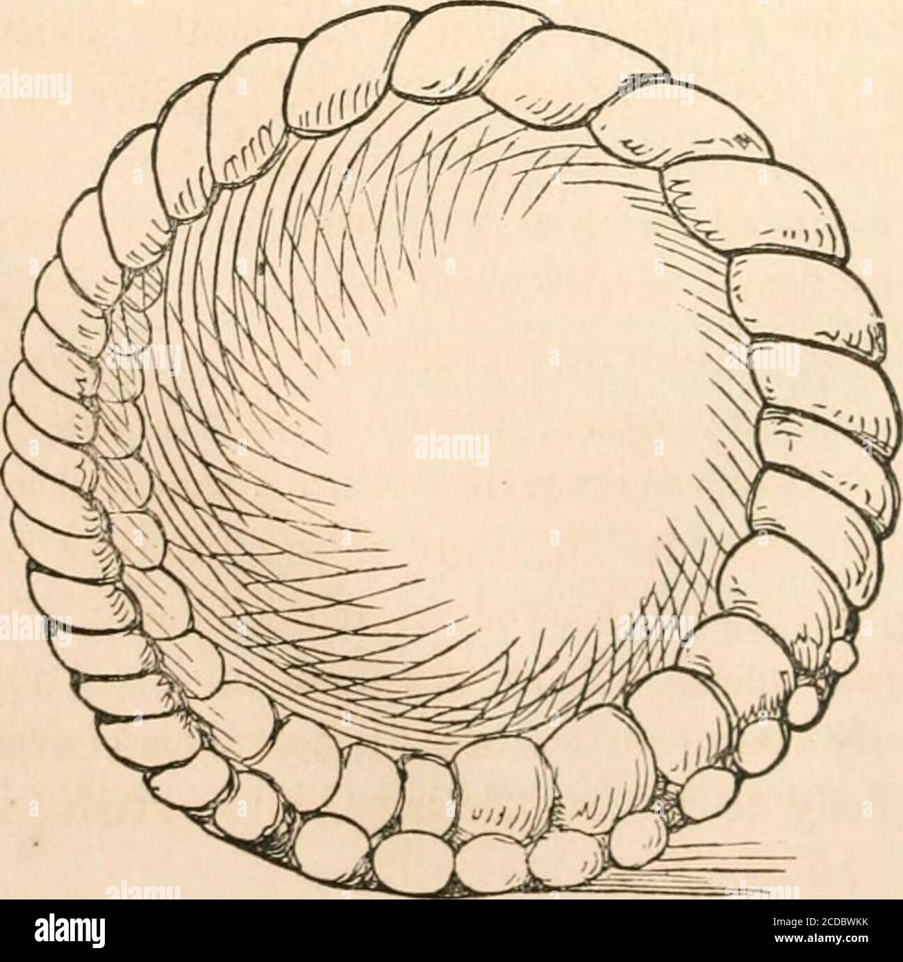 Gracefully coiled hi-res stock photography and images - Alamy
